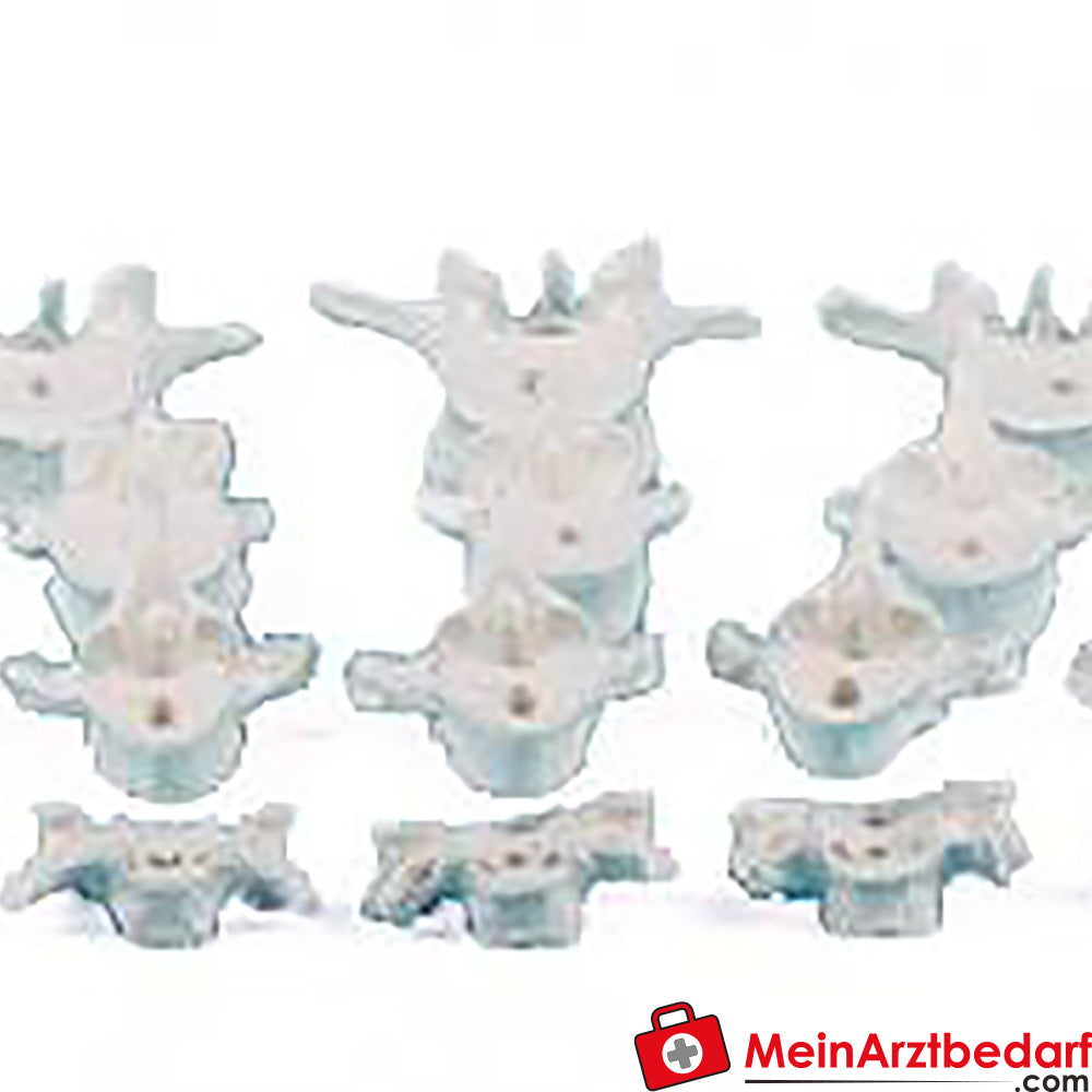 Erler Zimmer vertebrae individually (C1 to L5)