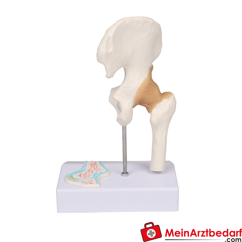 Erler Zimmer mini joint models with cross-section